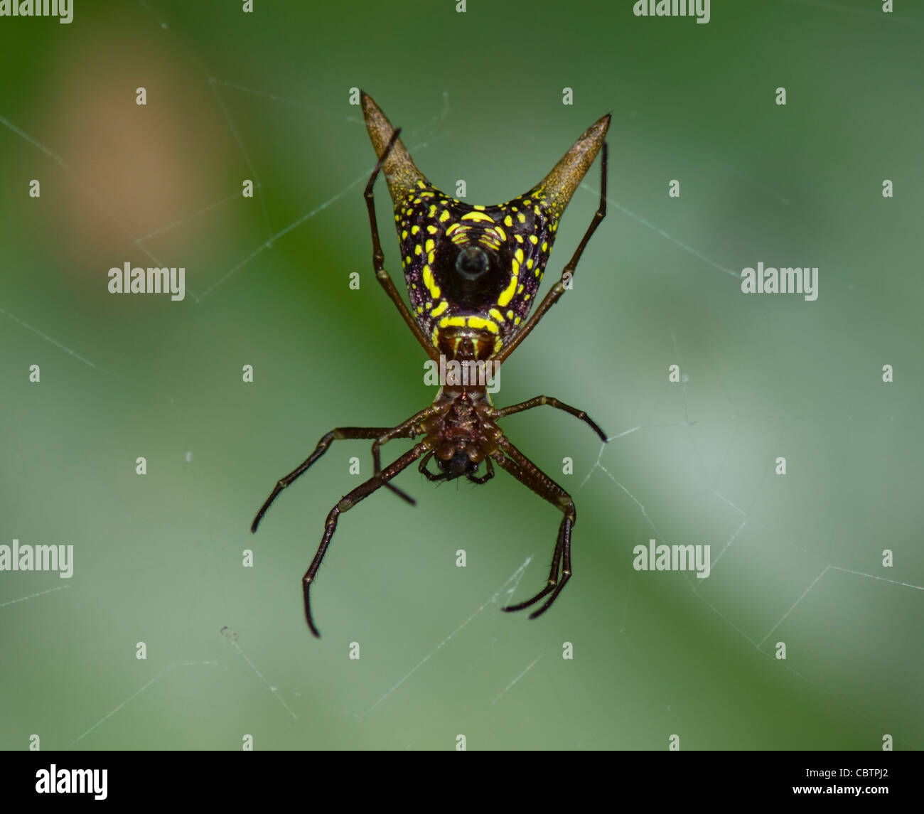 Arrow-shaped Orb-weaver Spider (Microthena brevipes), Costa Rica Stock ...