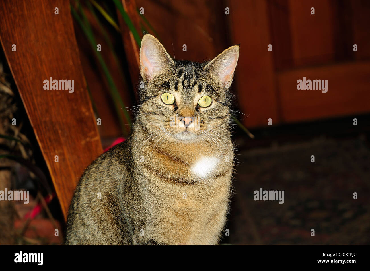 Domesticated Tabby Cat posing Stock Photo - Alamy