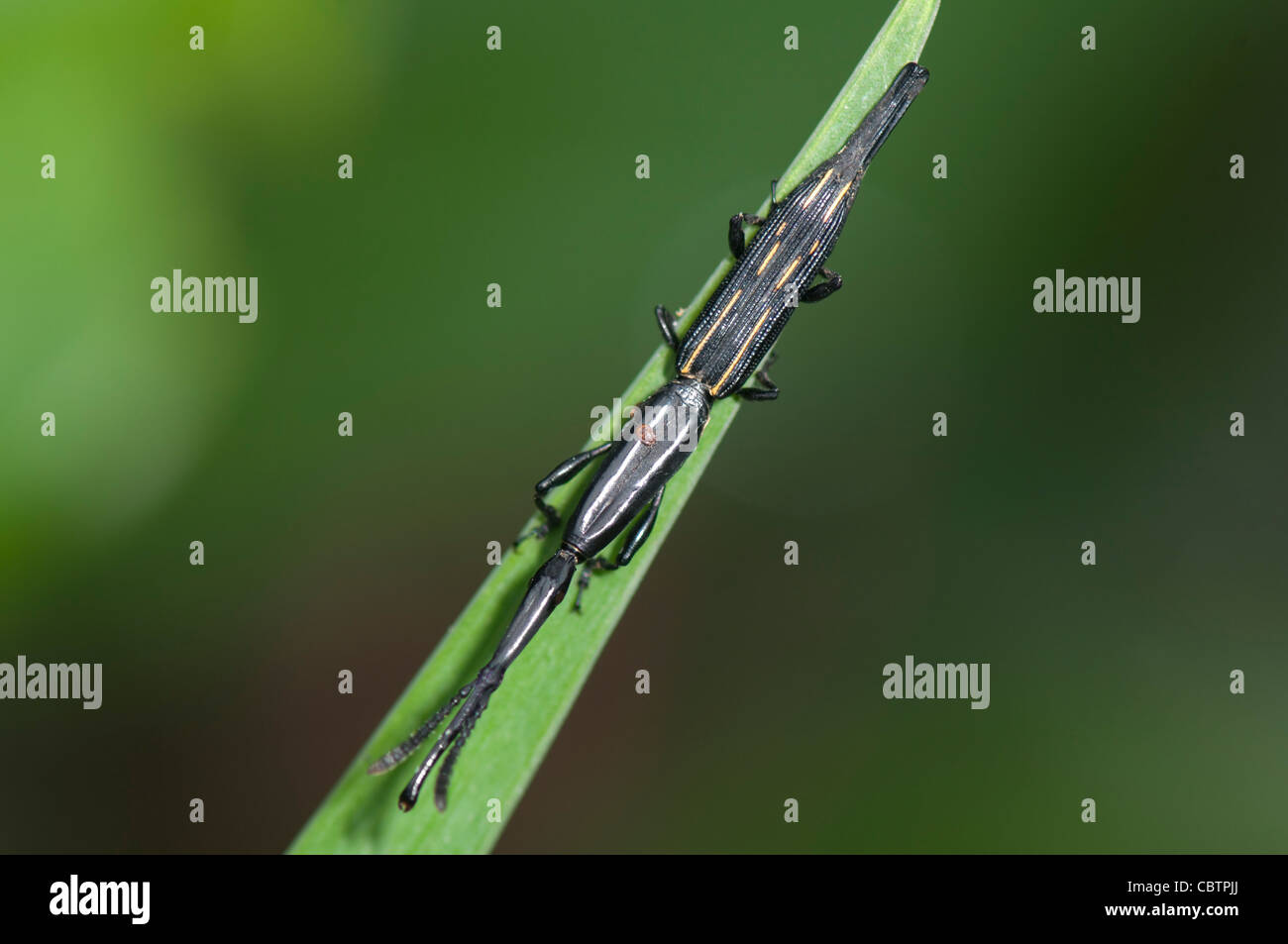 Brentid Beetle (Brentidae) with Mite, Costa Rica Stock Photo - Alamy