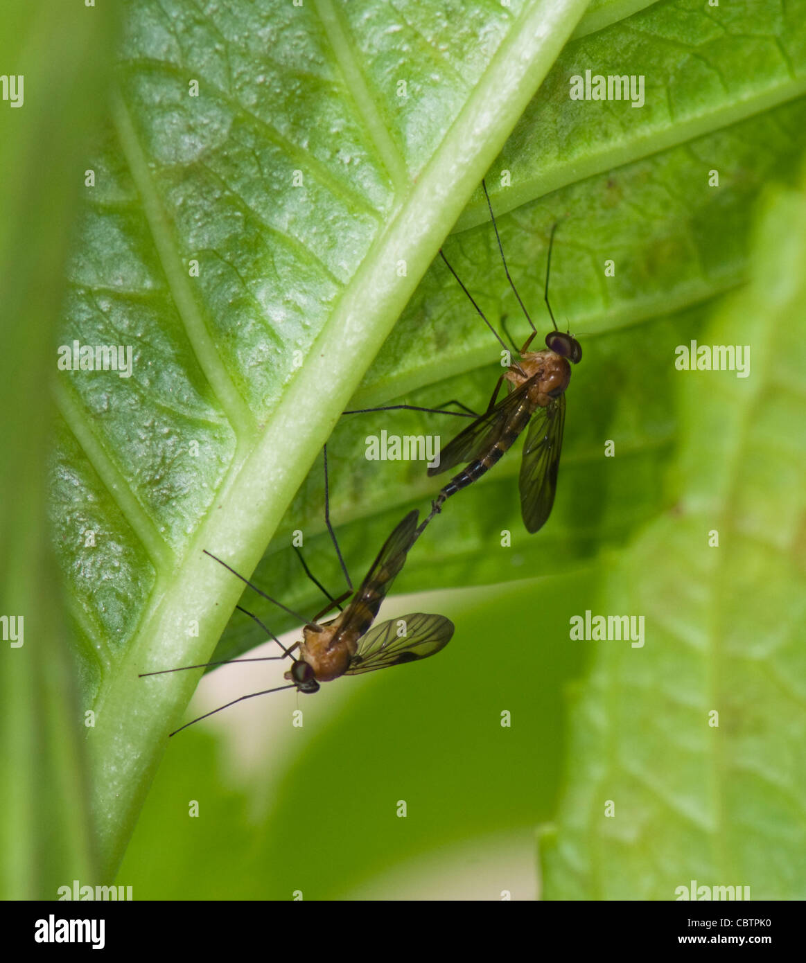 Mosquito Mating High Resolution Stock Photography and Images - Alamy