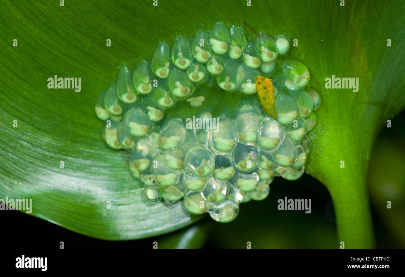 Glass frog eggs hi-res stock photography and images - Alamy