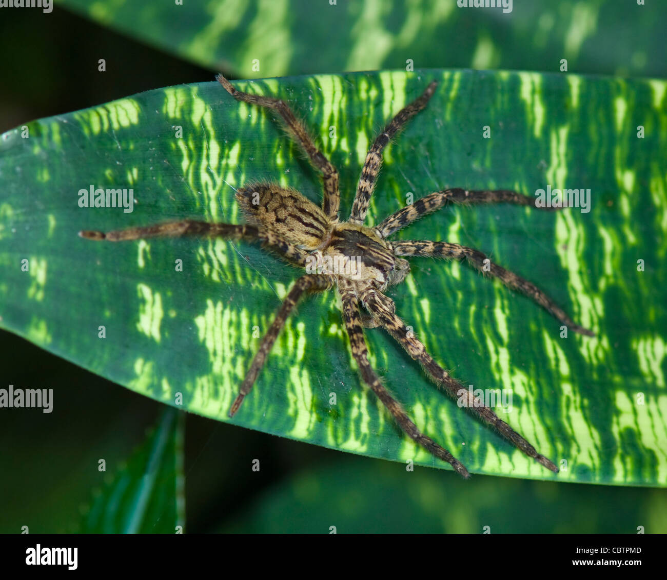 Wolf Spider, Costa Rica Stock Photo - Alamy
