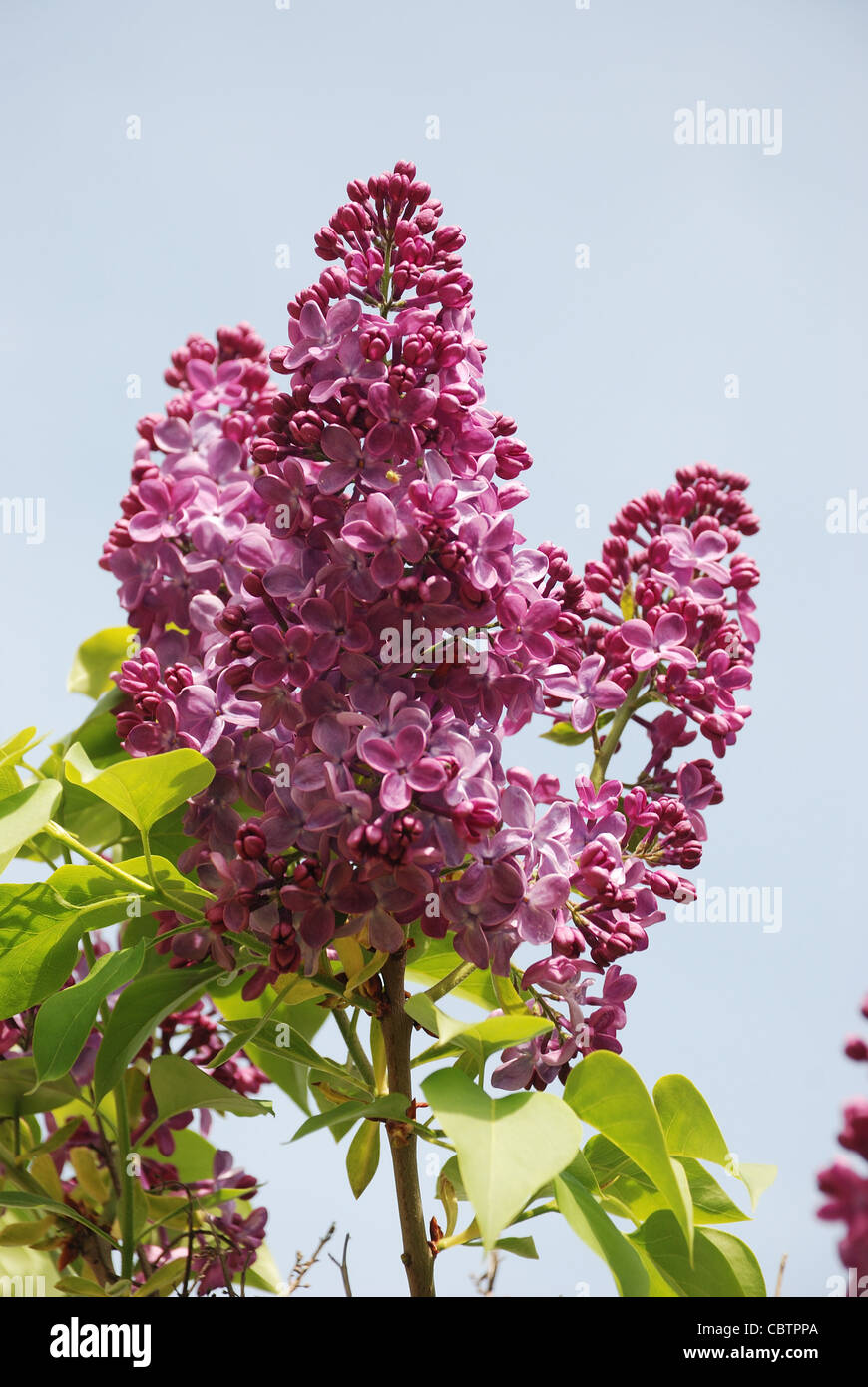 Lilac blossoms in springtime Stock Photo - Alamy