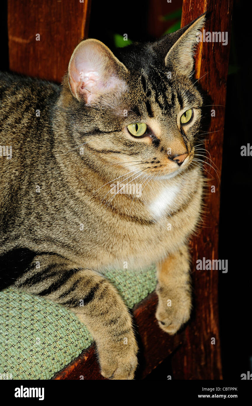 Domesticated Tabby Cat posing Stock Photo - Alamy