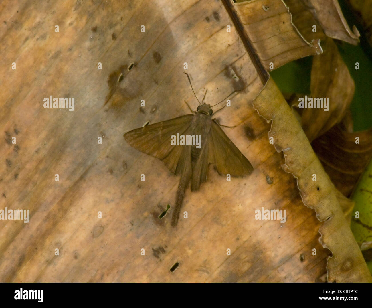 Moth, Costa Rica Stock Photo - Alamy