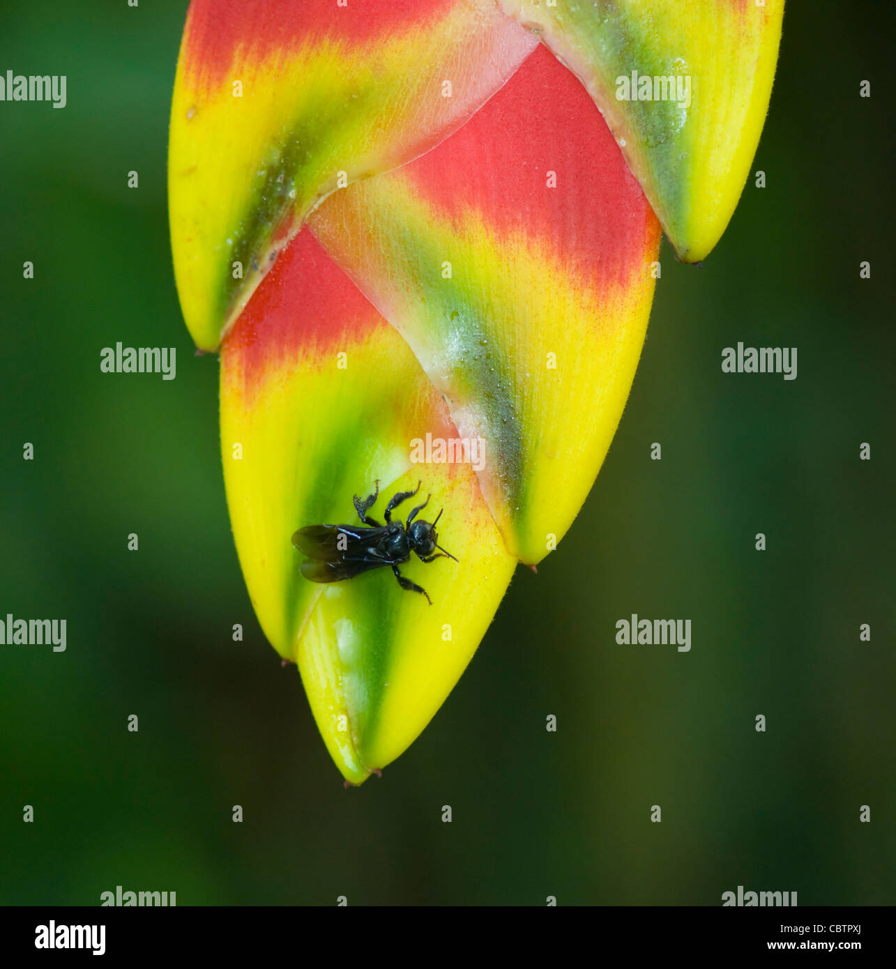 Stingless bee hi-res stock photography and images - Alamy