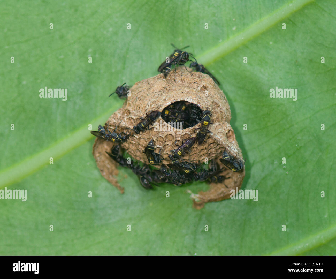 Wasps Nest, Costa Rica Stock Photo - Alamy