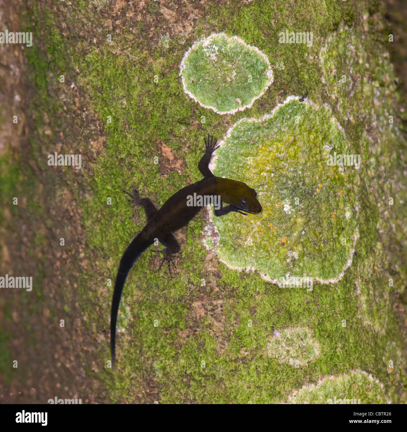 Lizard on a Mossy Tree Trunk Costa Rica Stock Photo - Alamy