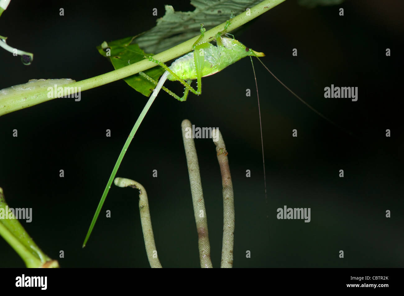 Conehead Katydid (Copiphora rhinoceros), Costa Rica Stock Photo - Alamy