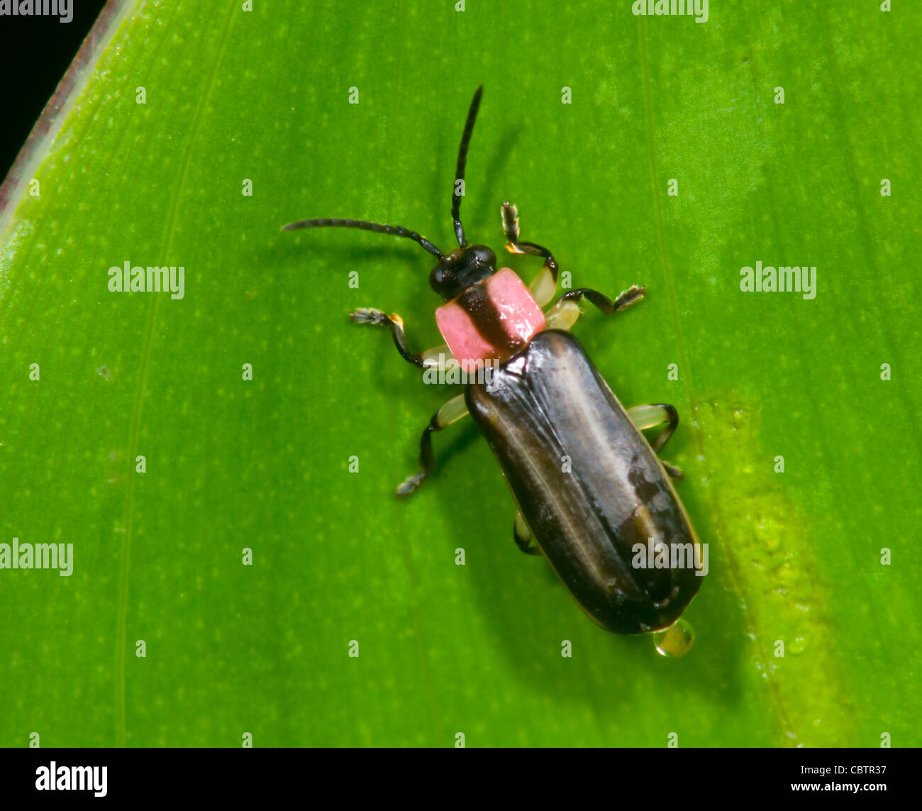 Firefly hi-res stock photography and images - Alamy
