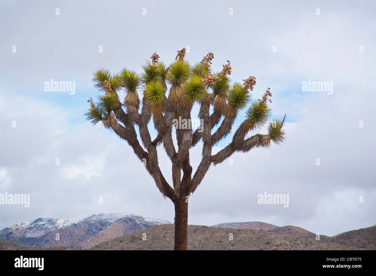 Yucca moth and plant hi-res stock photography and images - Alamy