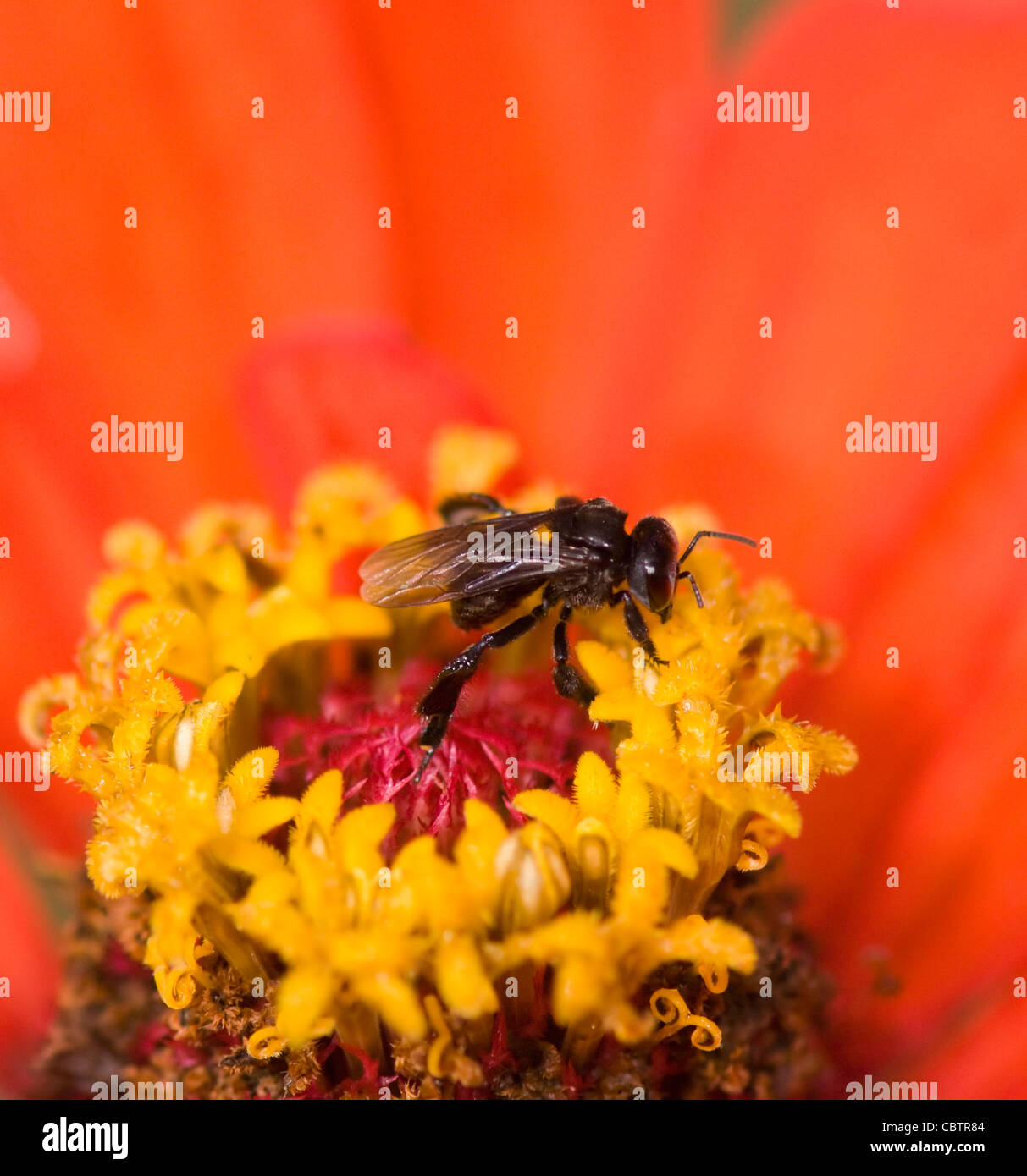 Stingless bee hi-res stock photography and images - Alamy