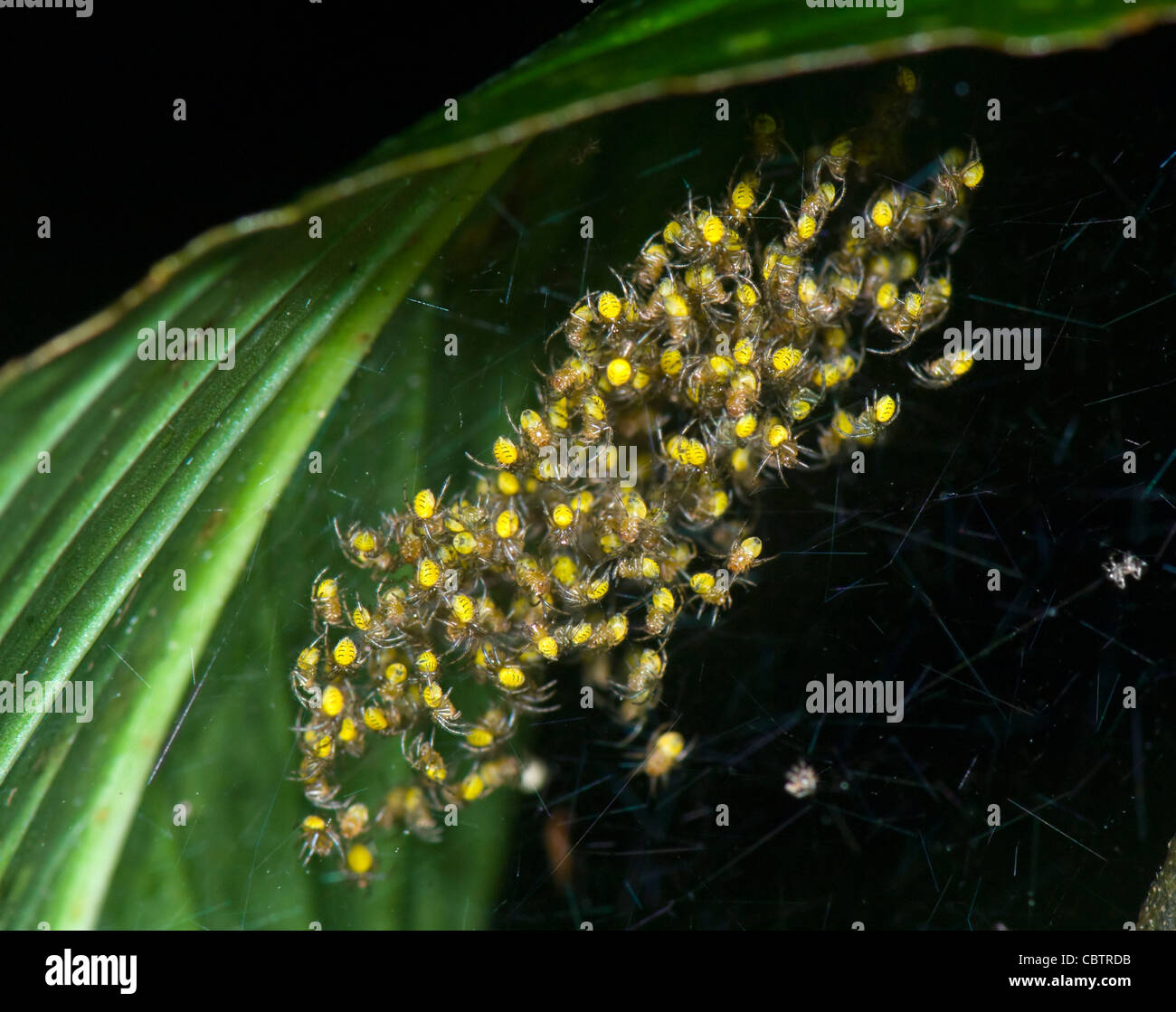 Spiderlings hi-res stock photography and images - Alamy
