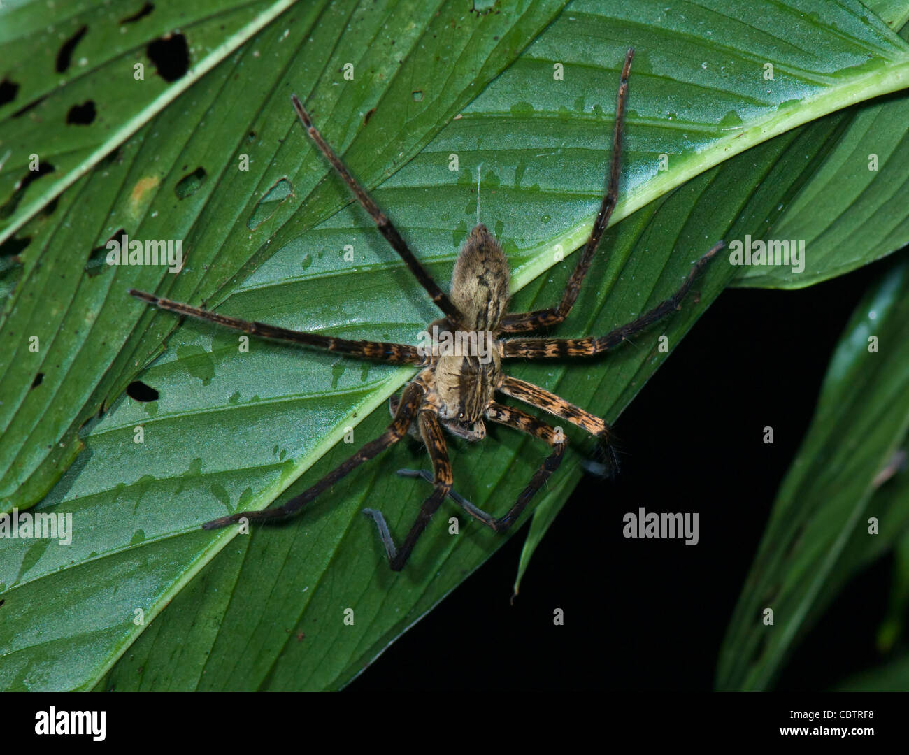 Wolf Spider, Costa Rica Stock Photo - Alamy