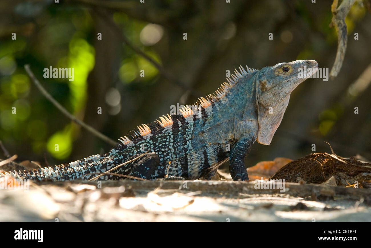 Black Iguana or Ctenosaur Ctenosuara similis Costa Rica Stock Photo - Alamy
