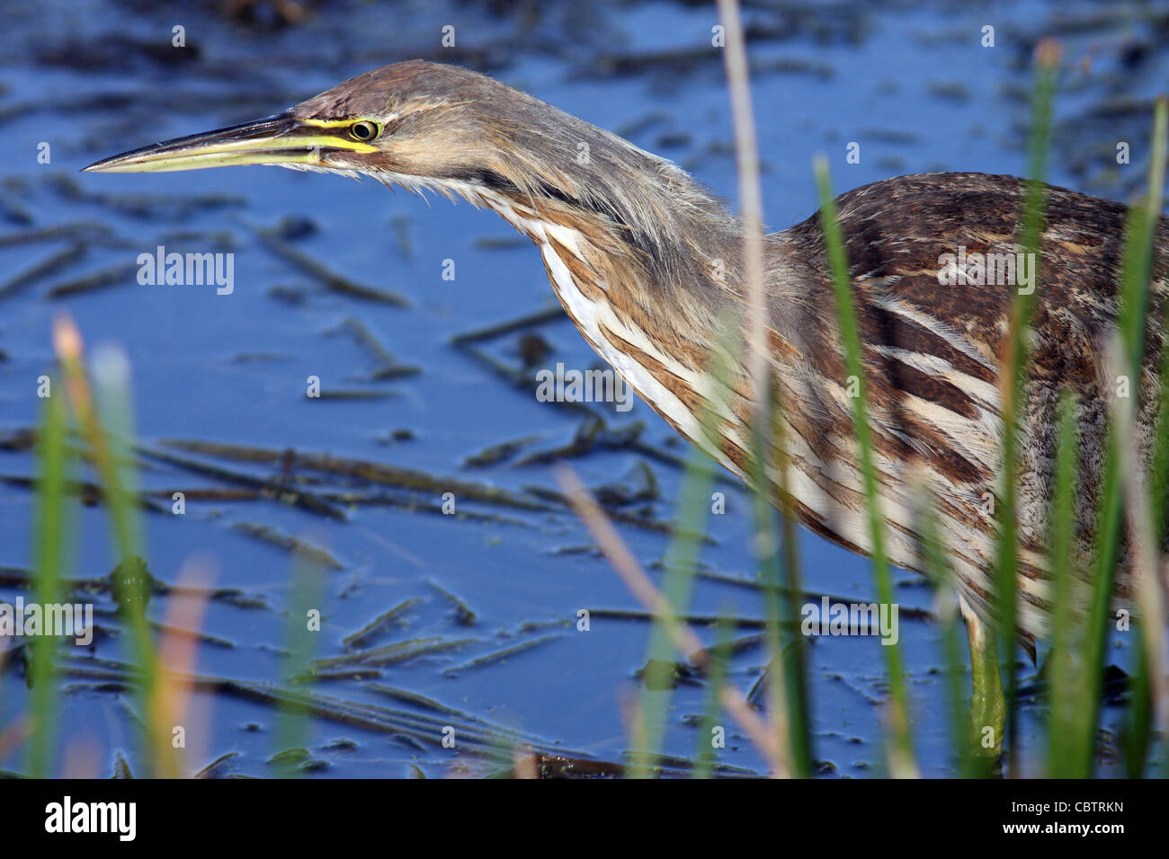 Nature north america hi-res stock photography and images - Alamy
