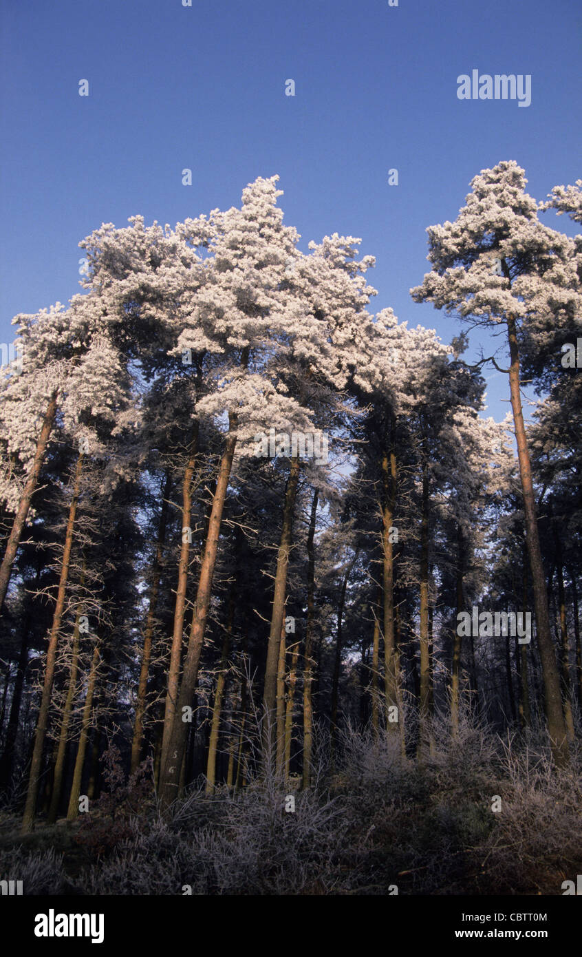 UK, England, Hanchurch woods, winter, seasons, frosty trees in forest ...