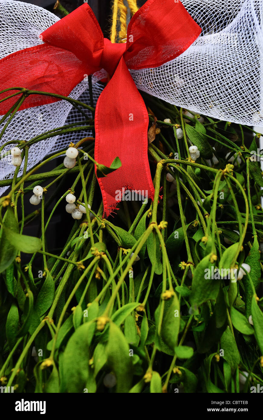 A branch of mistletoe with a red ribbon Stock Photo - Alamy