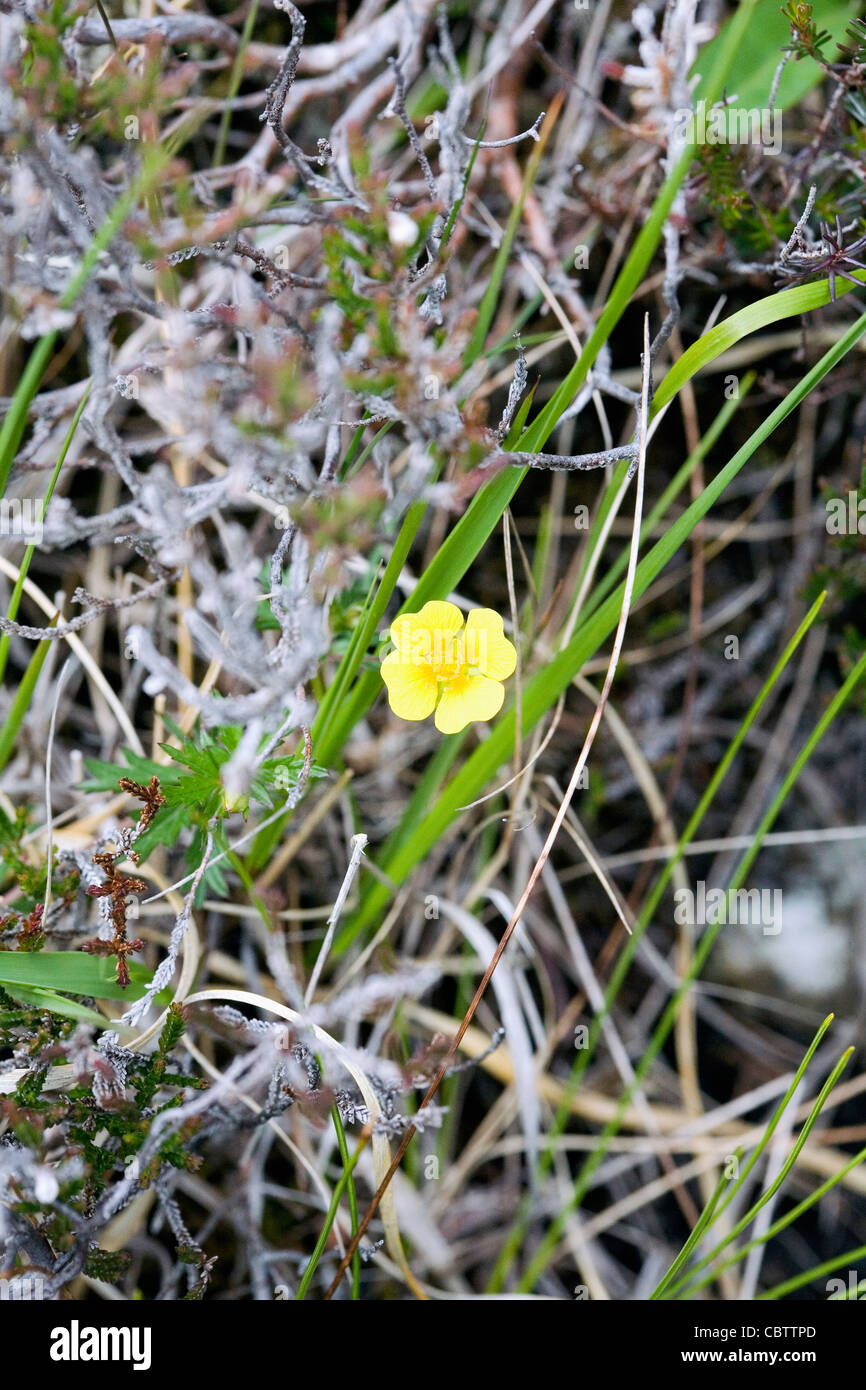 Tormentil growing on the slopes of Beinn na Caillich Broadford Skye ...