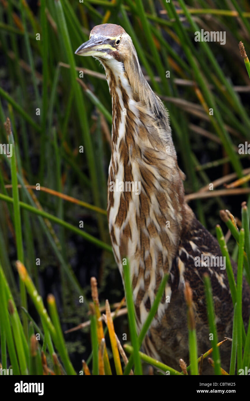 Nature north america hi-res stock photography and images - Alamy