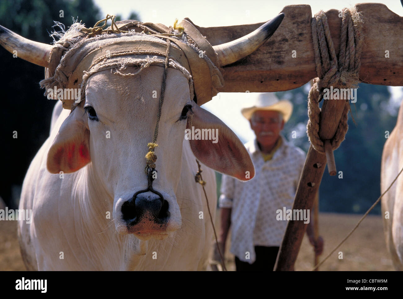 Cow harness hi-res stock photography and images - Alamy