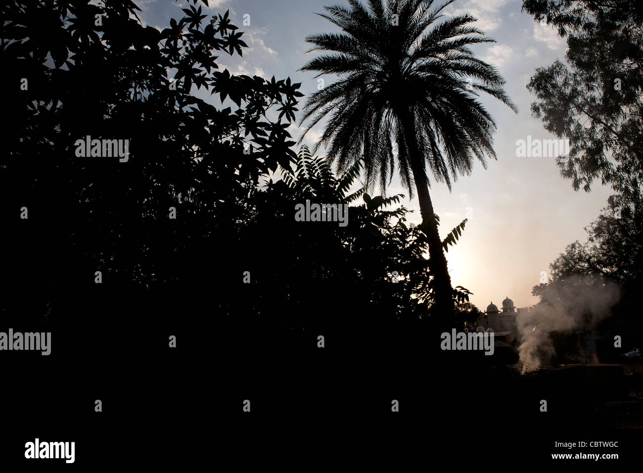 Fire palm hi-res stock photography and images - Alamy