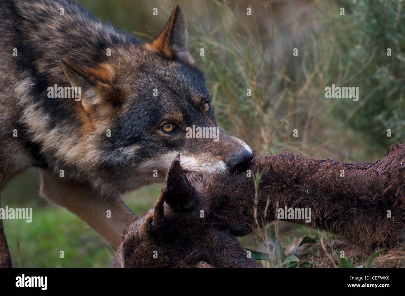 Iberian wolf (Canis lupus signatus) Iberian wolf feeding on Deer ...