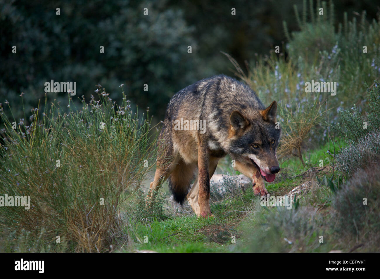 Iberian wolf (Canis lupus signatus) Iberian wolf cautiously approaching ...