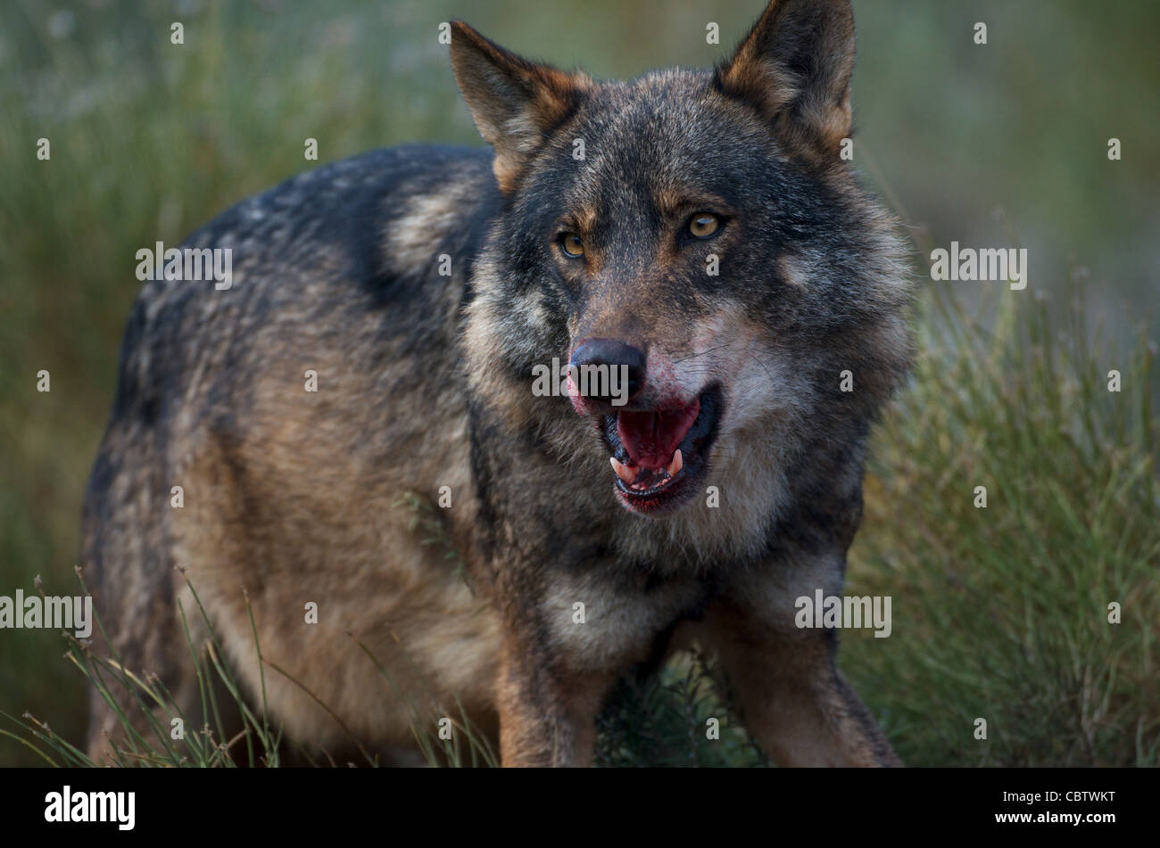 Iberian wolf (Canis lupus signatus) Iberian wolf feeding on Deer ...