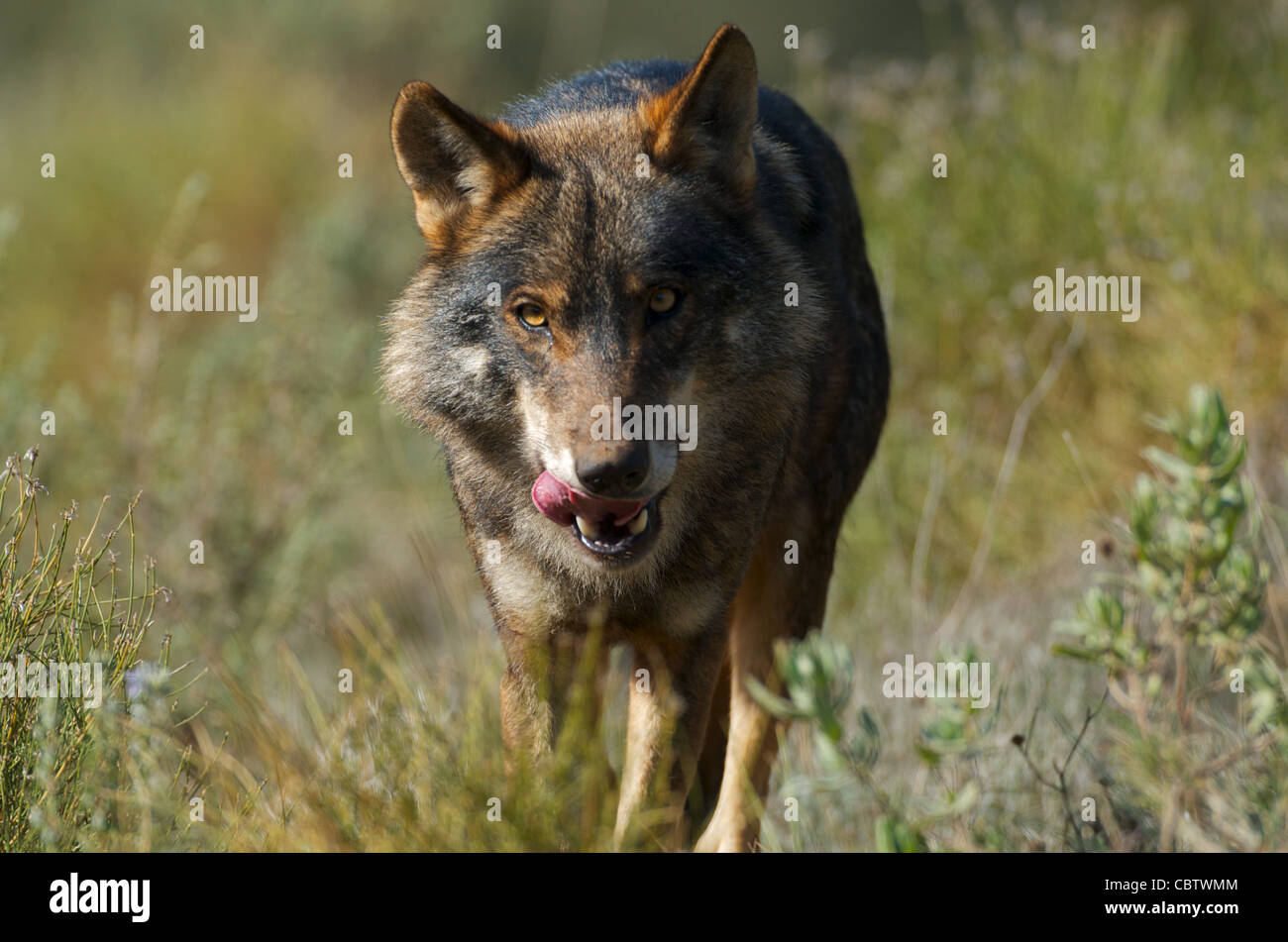 Iberian wolf (Canis lupus signatus) Closeup, front view, Iberian wolf ...