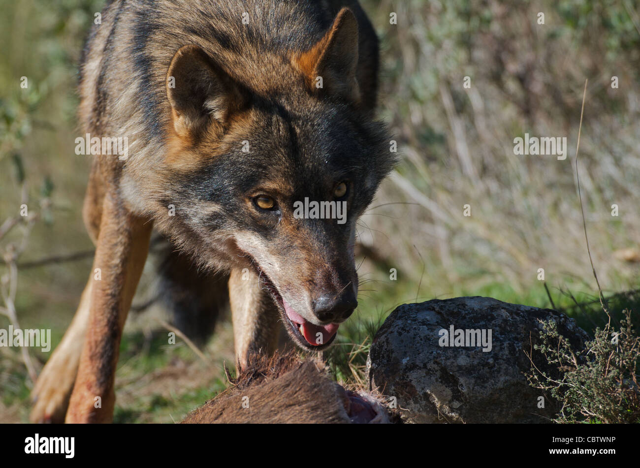 Iberian wolf (Canis lupus signatus) Iberian wolf feeding on Deer ...