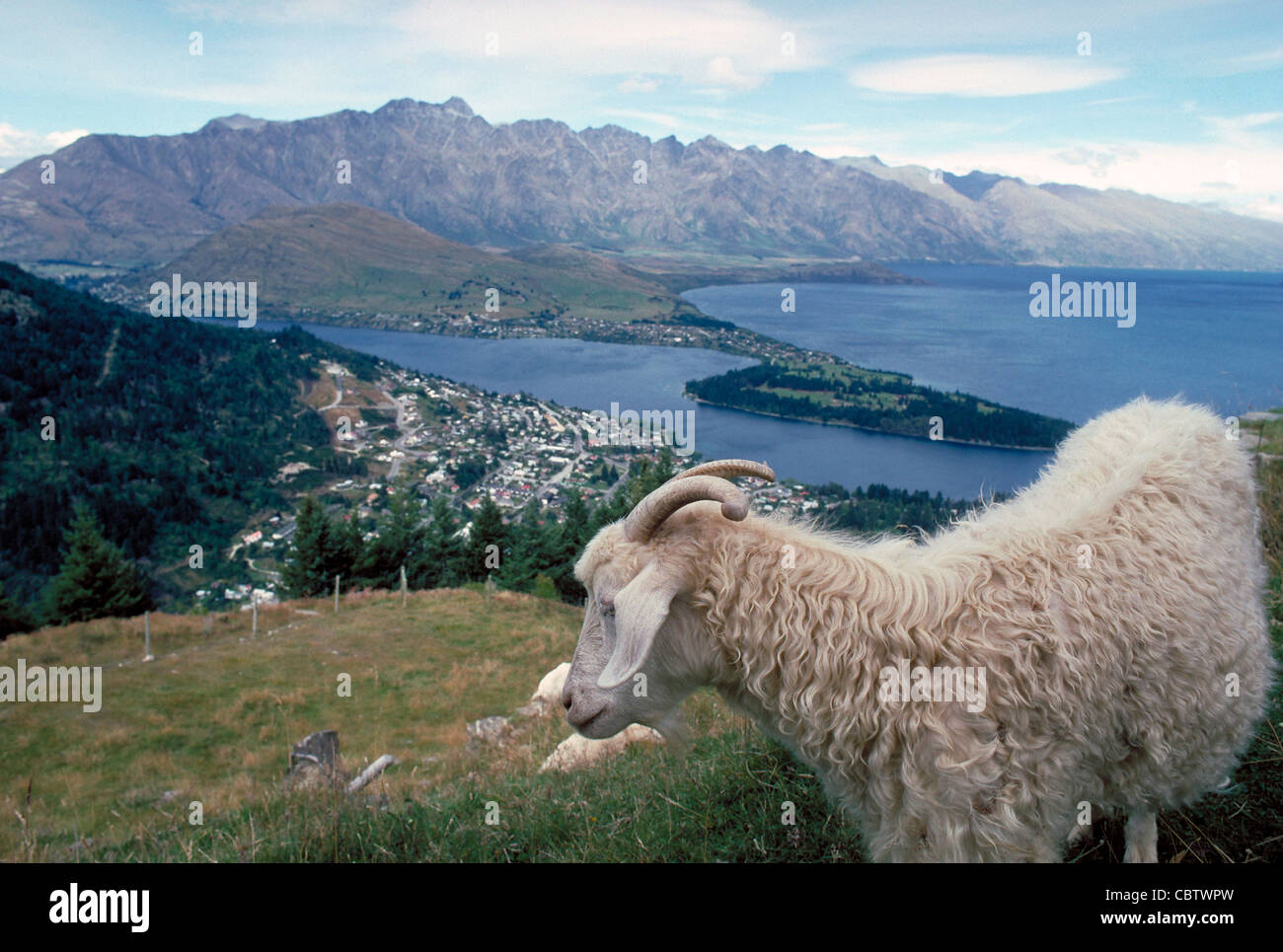 Goat overlooking New Zealand Stock Photo - Alamy