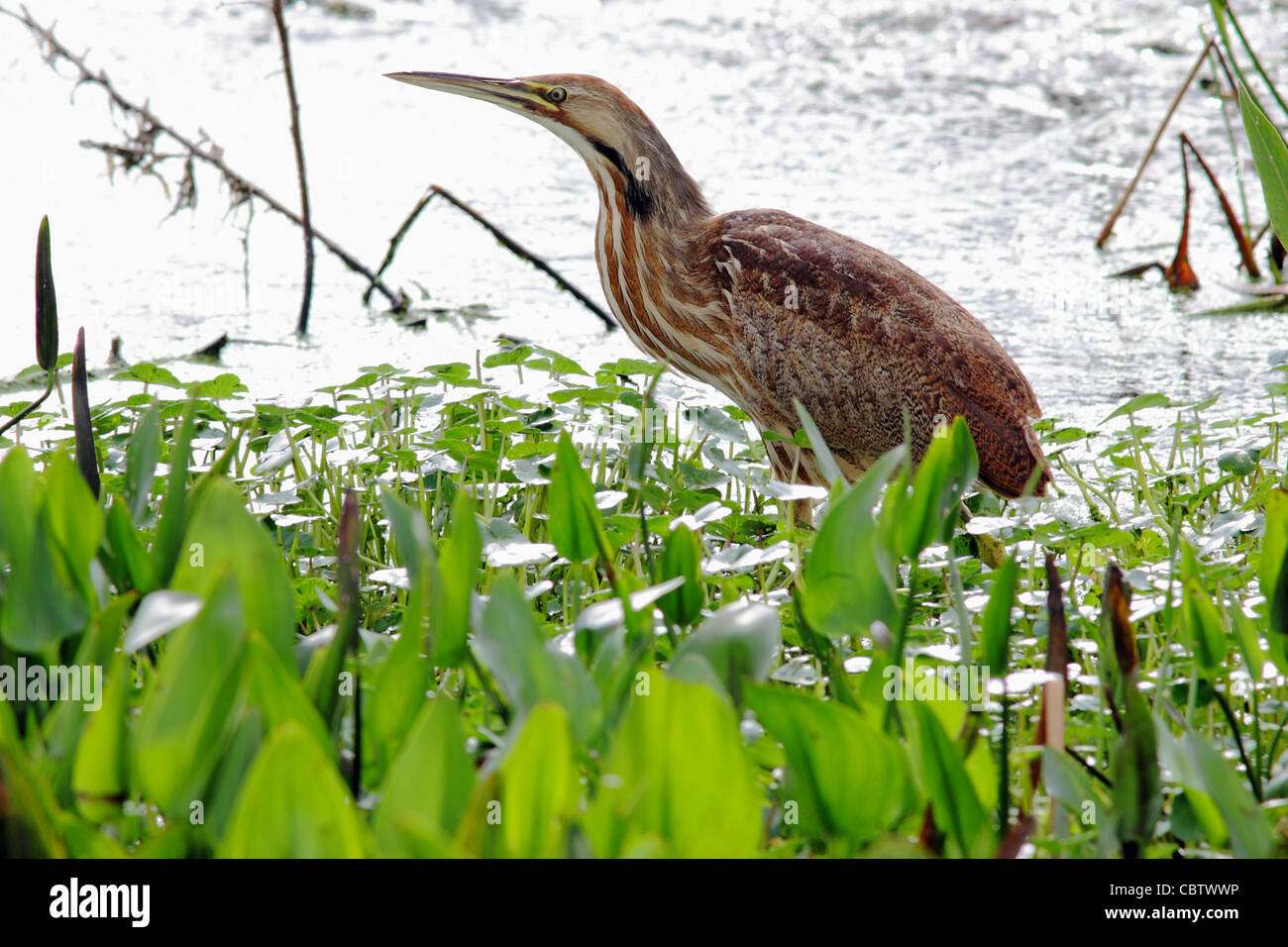 American bittern hi-res stock photography and images - Alamy