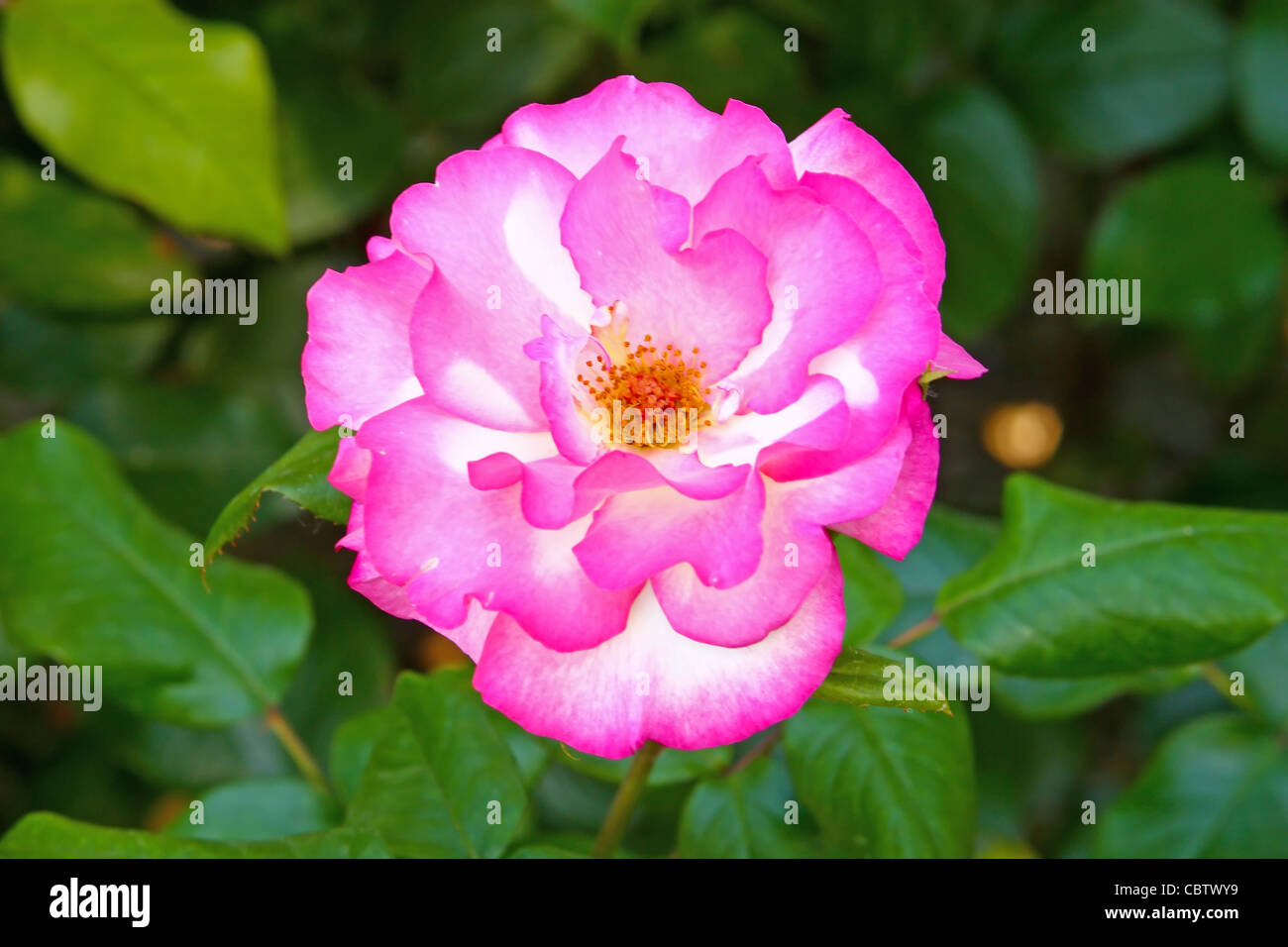 Flower of pink rose in front of leaves Stock Photo - Alamy