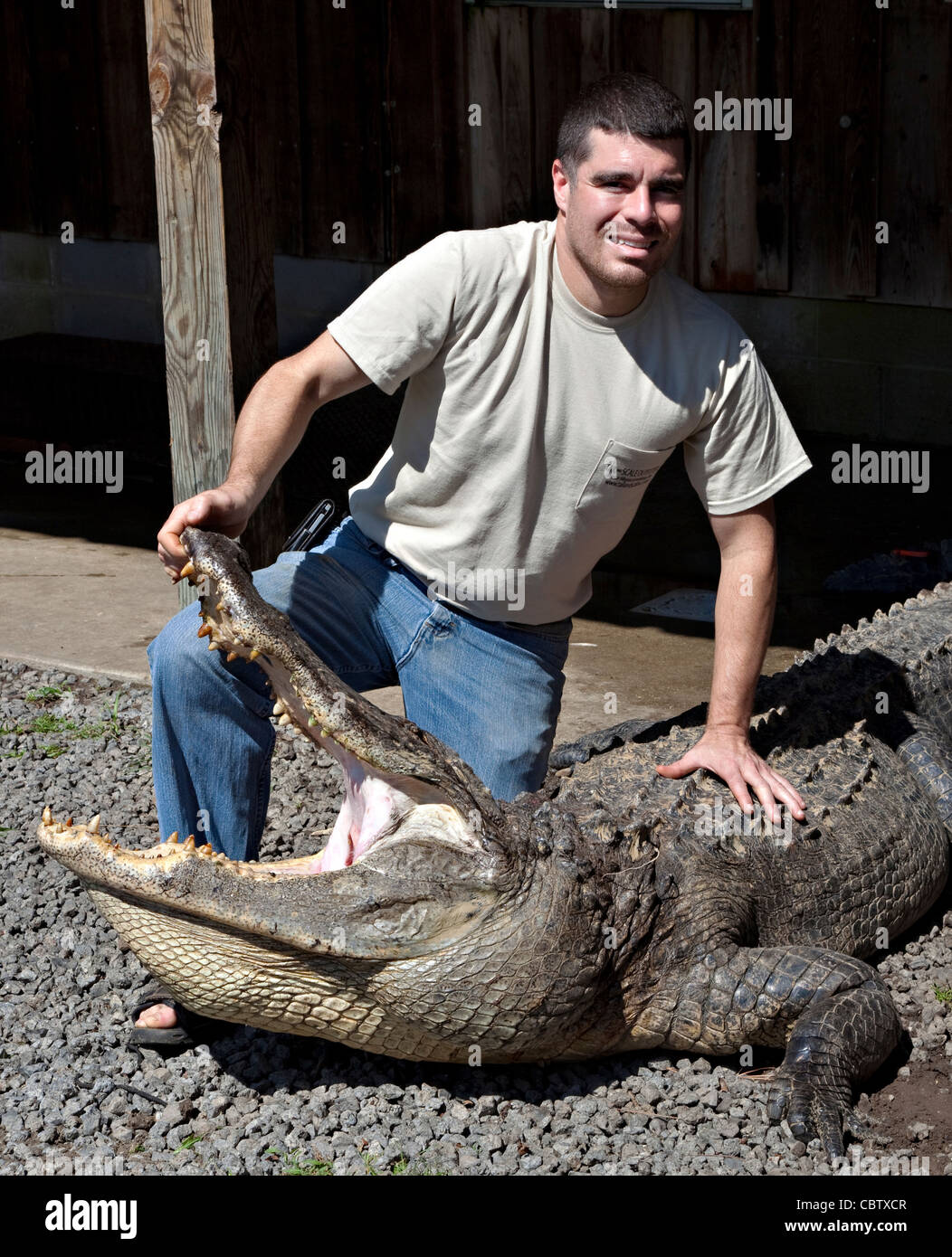 A hunter shows off a 12-foot alligator he caught during the 3-week long ...