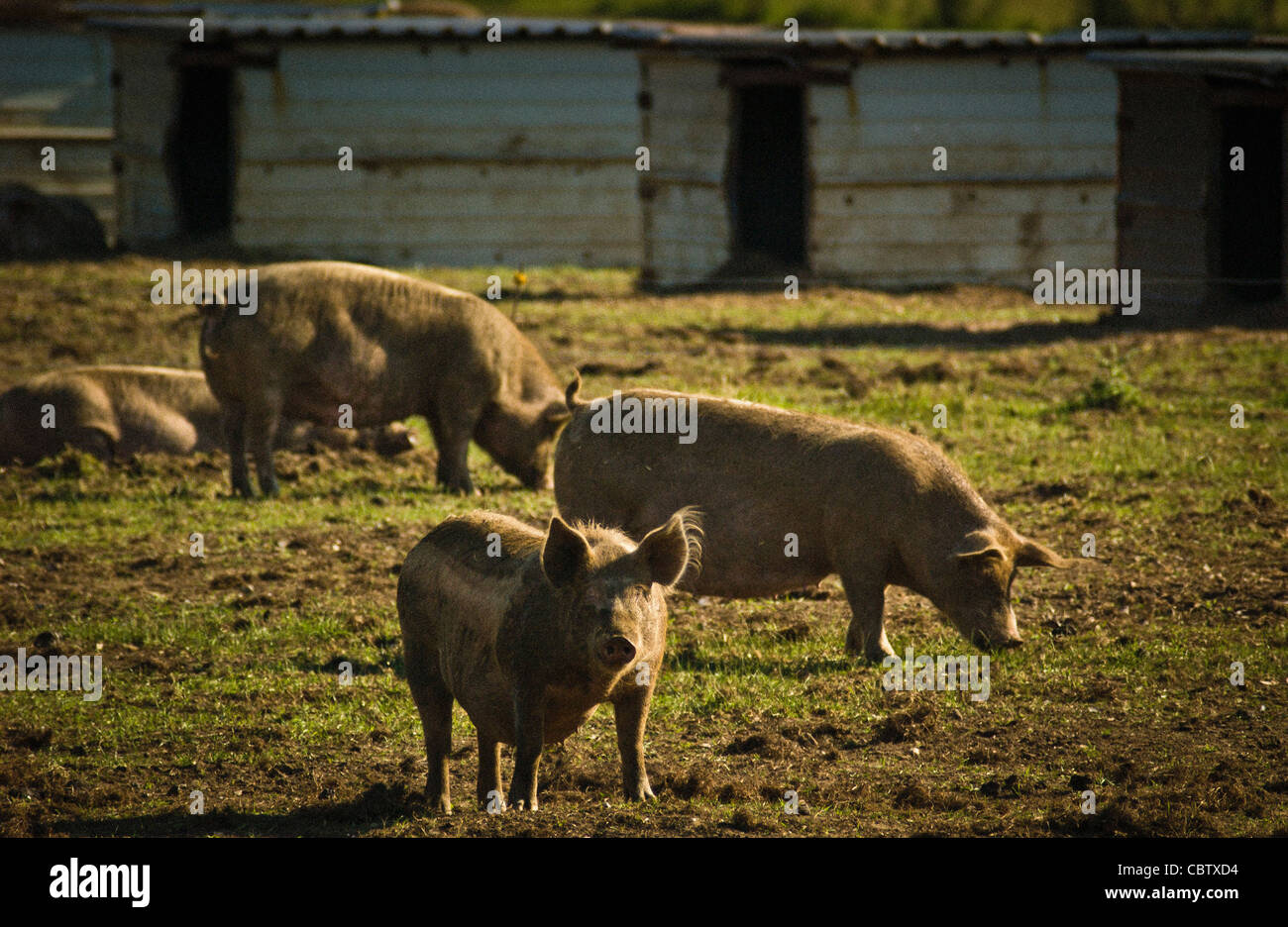 Pigs outdoors in field in summer Stock Photo - Alamy