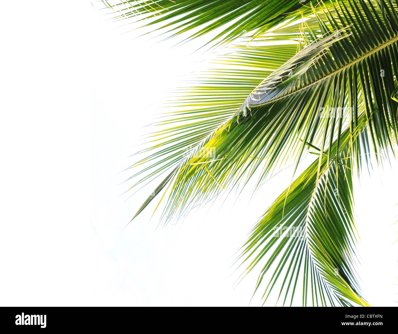 Waving palm tree leaves Stock Photo - Alamy