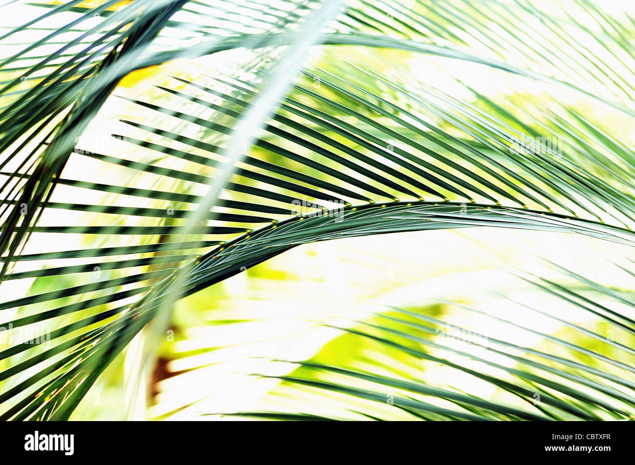Waving palm tree leaves Stock Photo - Alamy