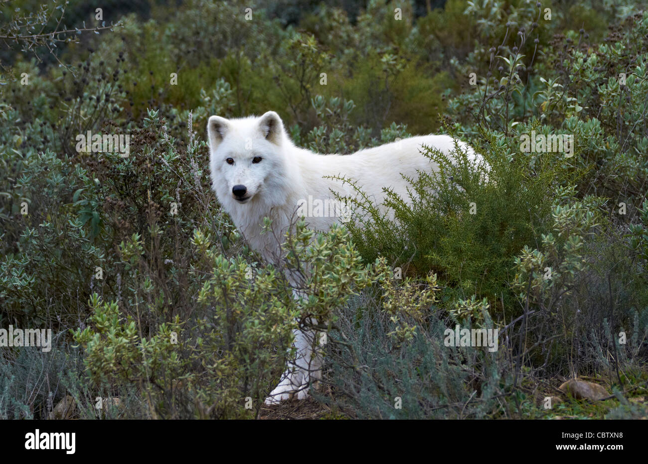 lobo blanco,Wolf, white Wolf, Tundra de Alaska (Canis lupus tundrorum ...