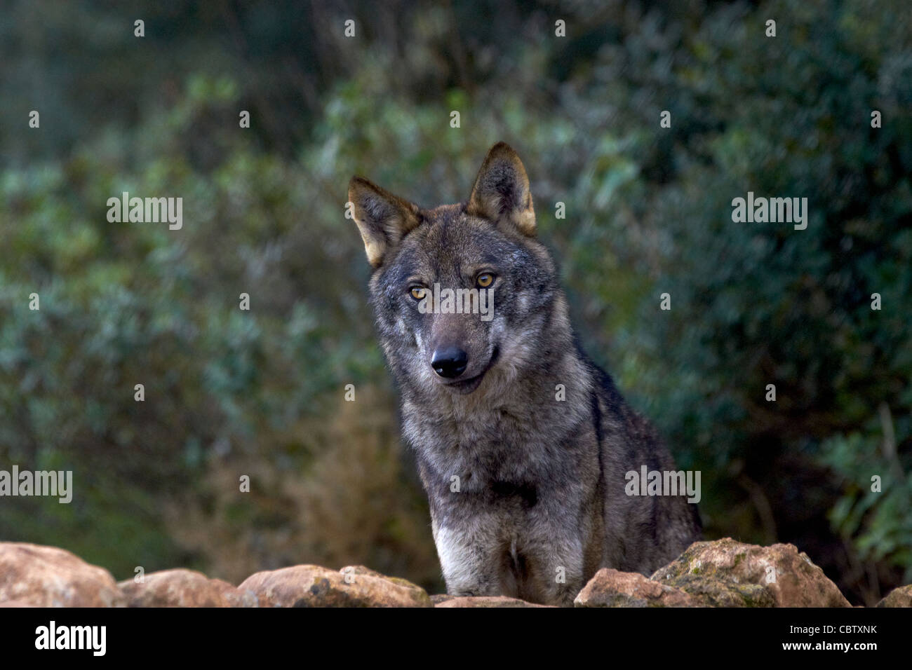 wolf, Iberian wolf, lobo iberico, (Canis lupus signatus Stock Photo - Alamy