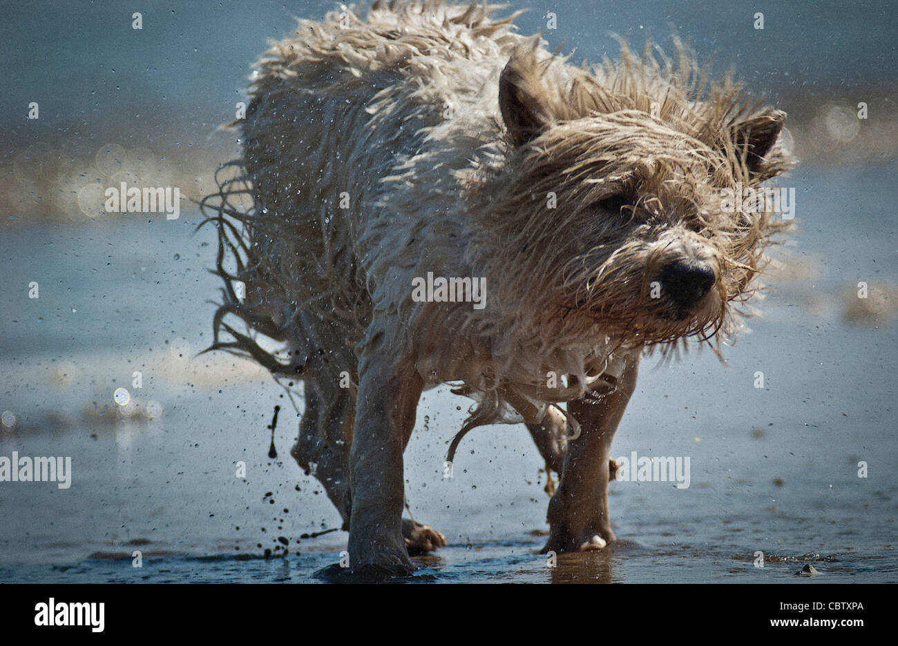 White terrier type dog emerging from the sea shaking water off its coat ...