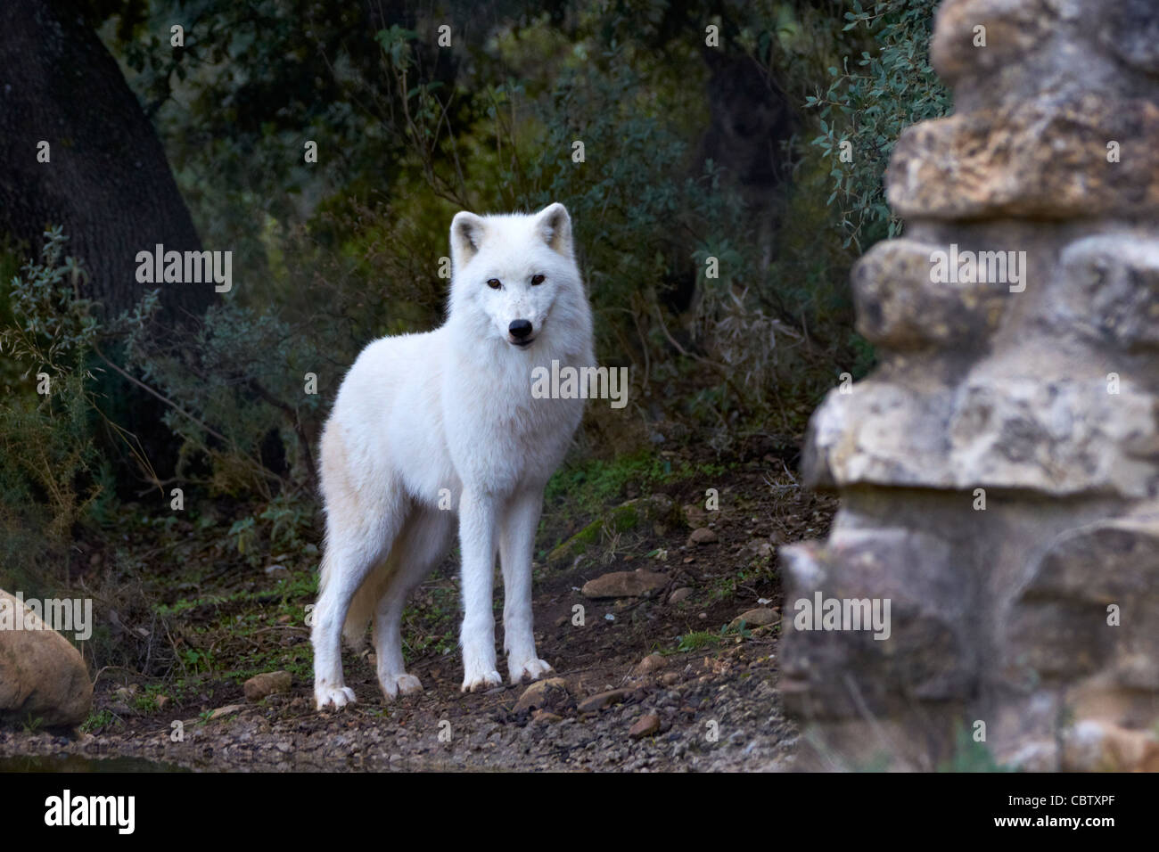 Lobo tundra hi-res stock photography and images - Alamy