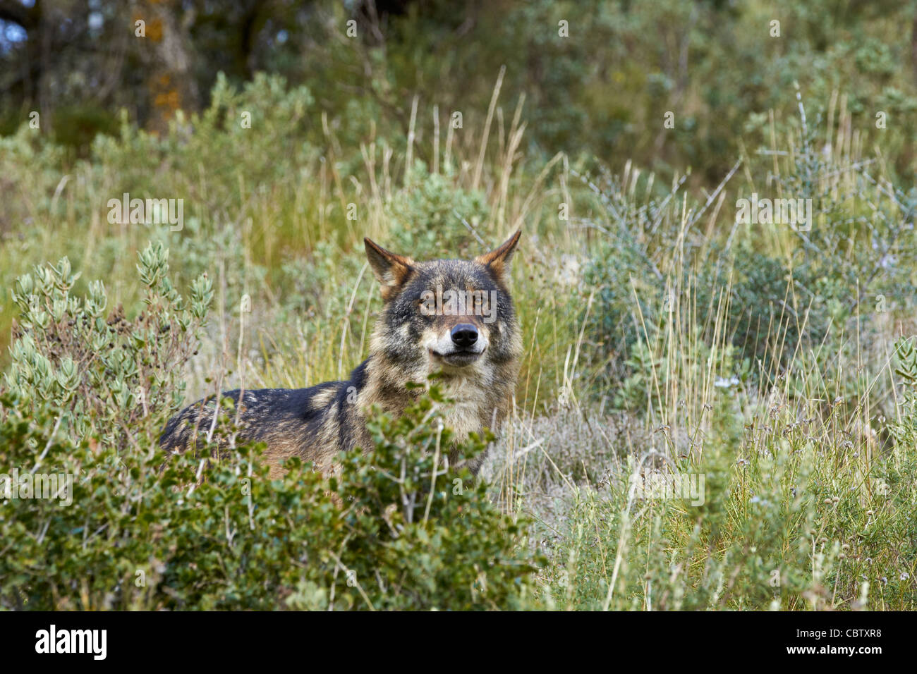 Lobo iberico hi-res stock photography and images - Alamy