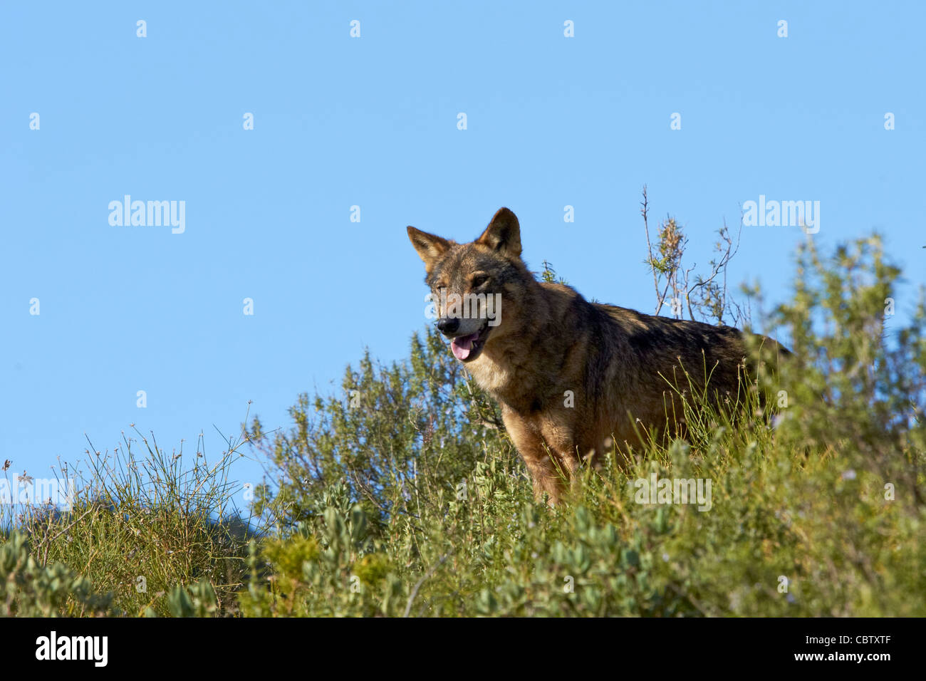 Lobo ibérico hi-res stock photography and images - Alamy