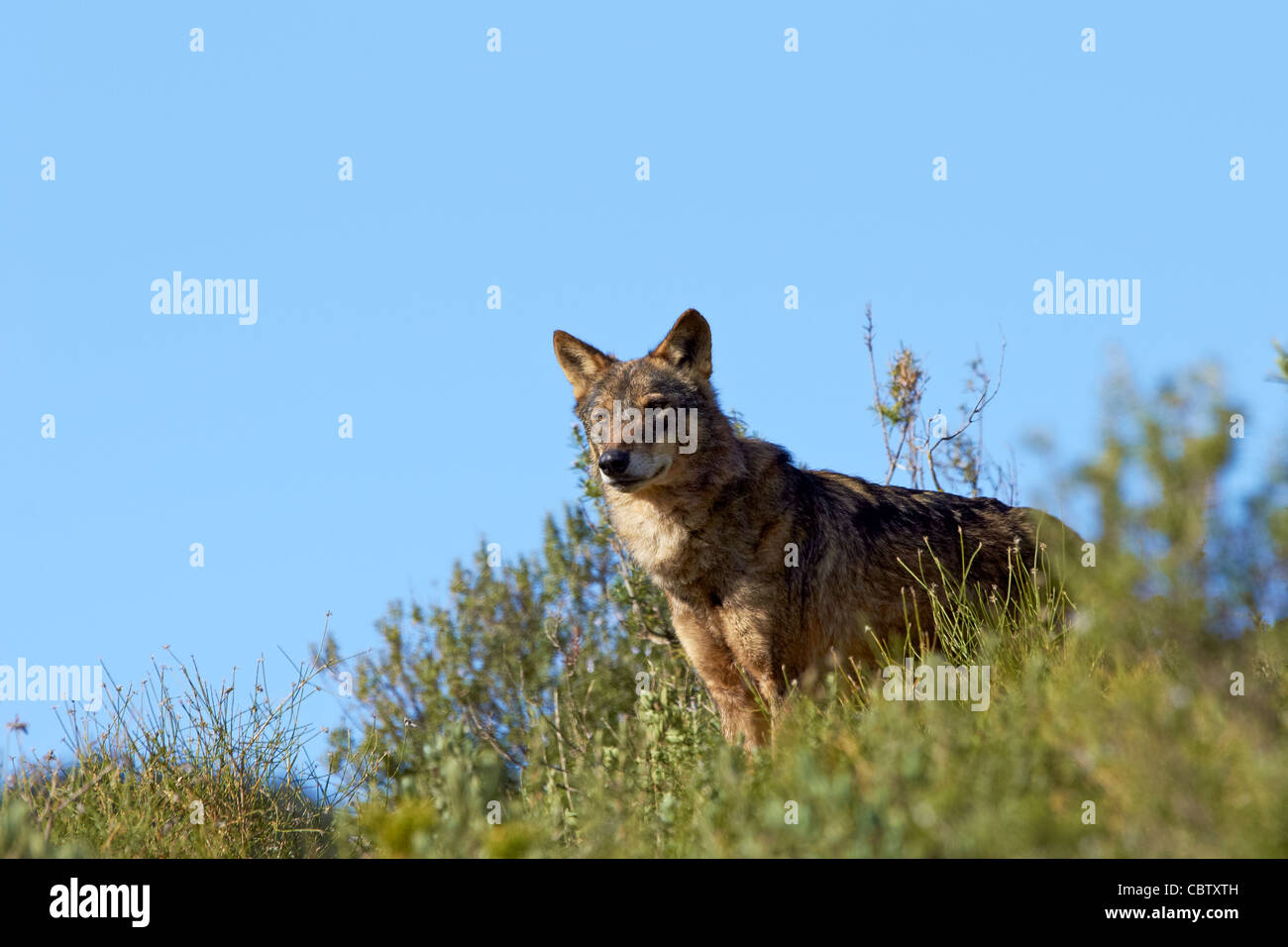 wolf, Iberian wolf, lobo iberico, (Canis lupus signatus Stock Photo - Alamy