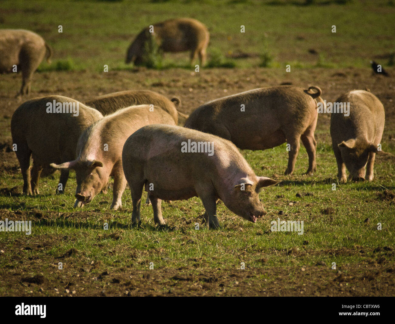 Pigs outdoors in field in summer Stock Photo - Alamy