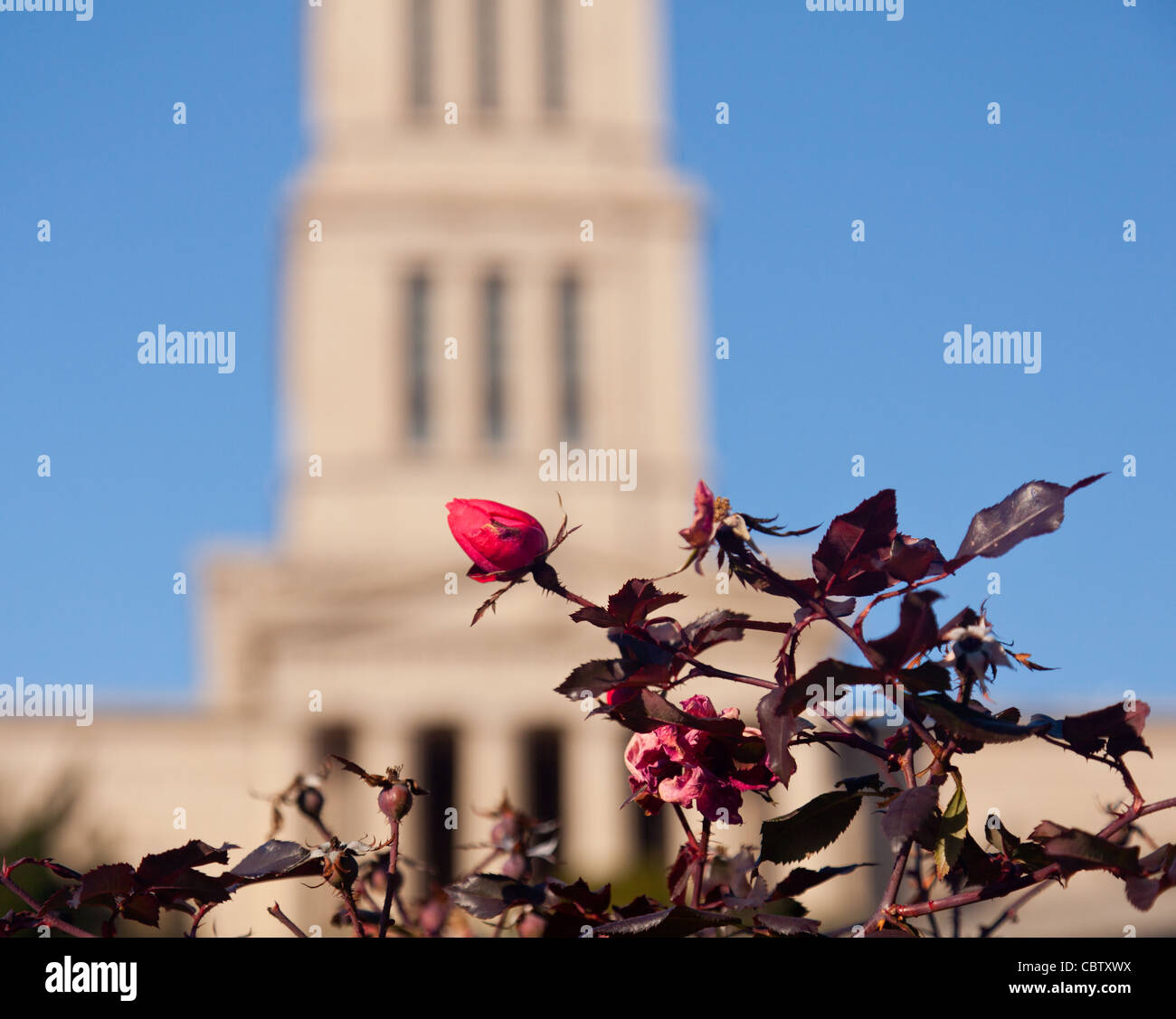 Rose bush in focus in front of Washington Masonic Temple and memorial ...