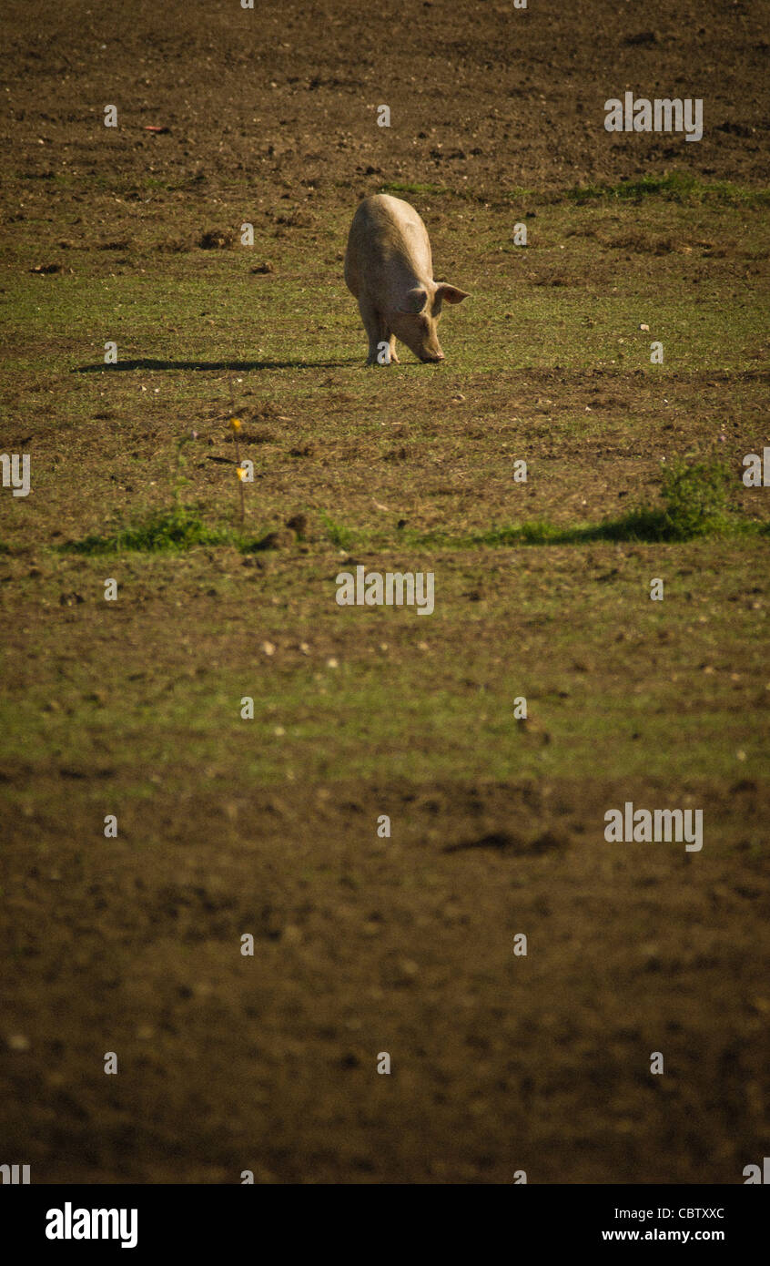 Pig foraging outdoors in field in summer Stock Photo - Alamy