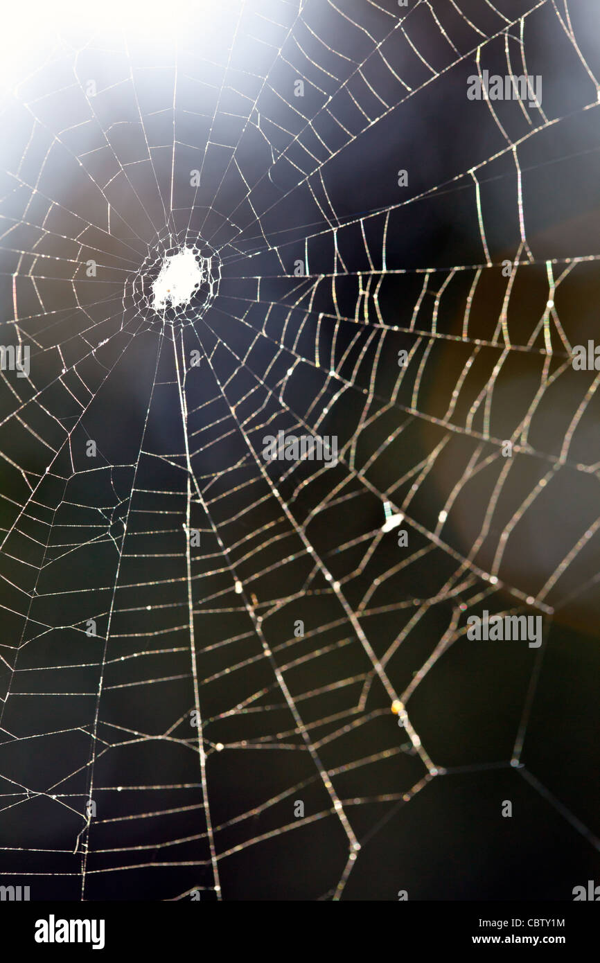 Spider web on spring meadow Stock Photo - Alamy