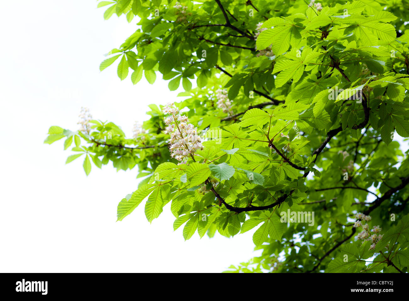 chestnut tree branch with leaves and flowers Stock Photo - Alamy